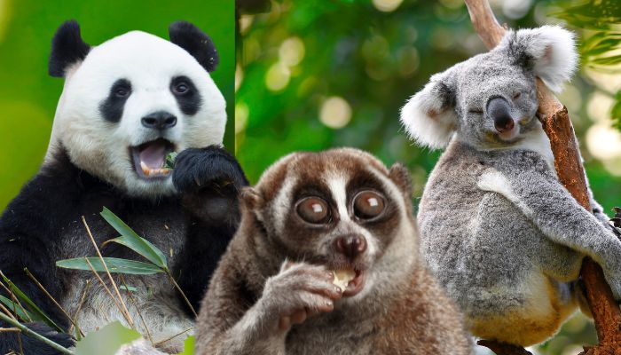 Here Are The 10 Dumbest Animals